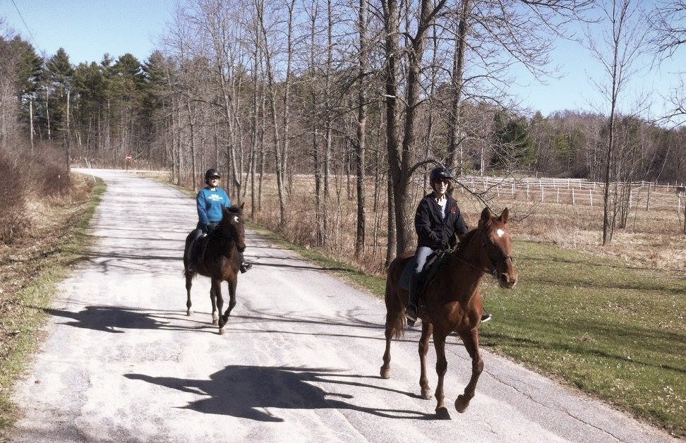 Futures For Standardbreds | About The Breed | US