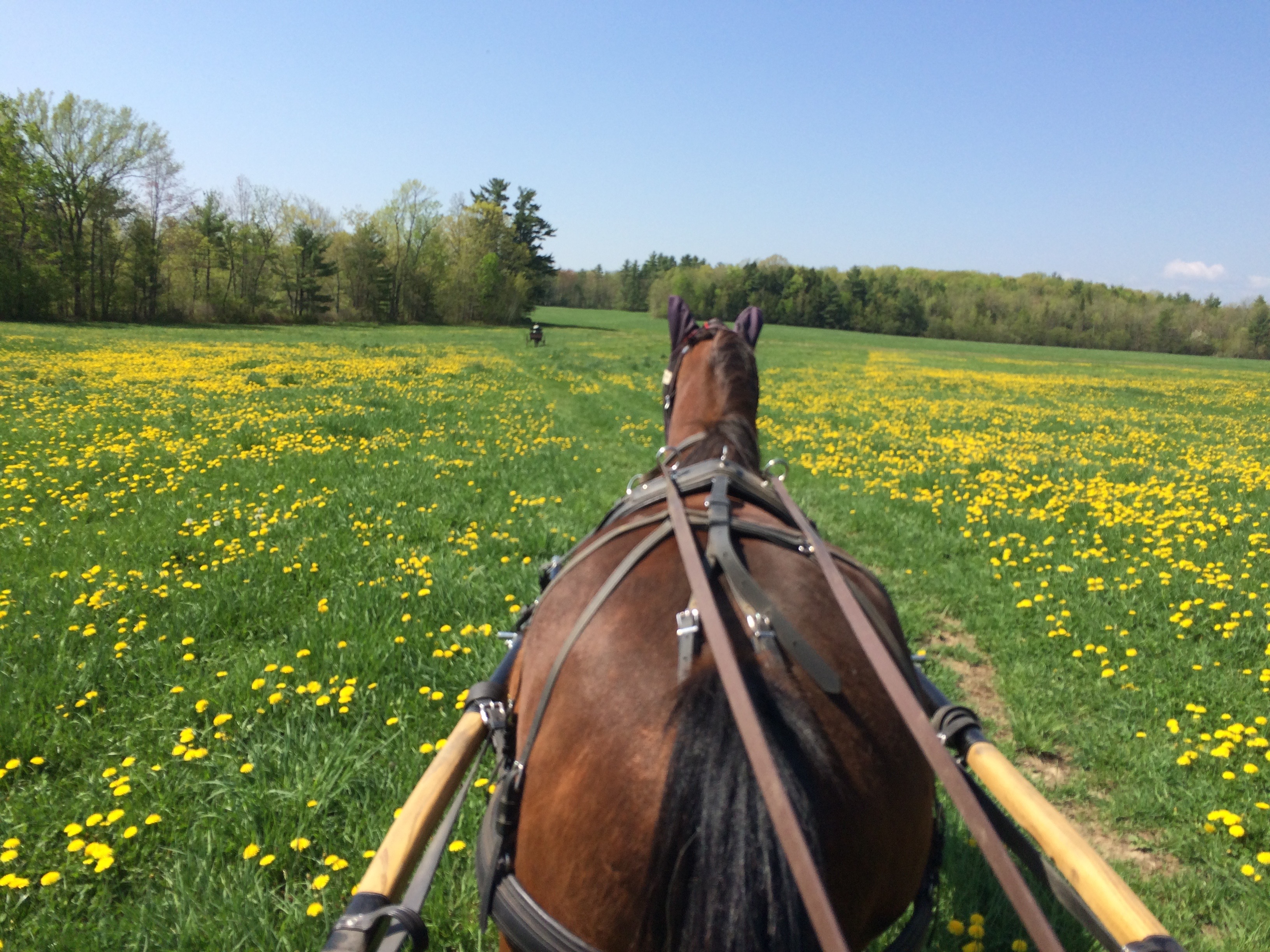 Futures For Standardbreds | About The Breed | US