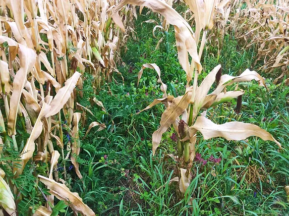 Corn with Hairy Vetch | Union Forage