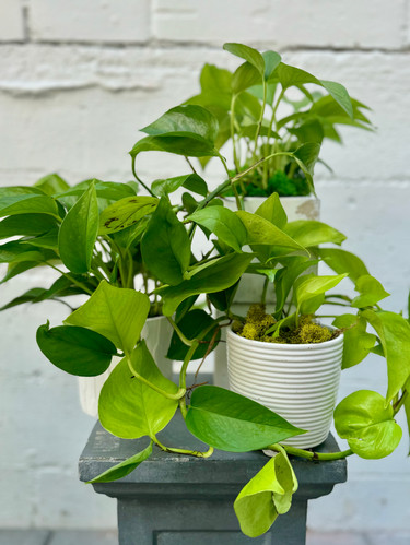 Assorted Pathos | The Potted Gardens