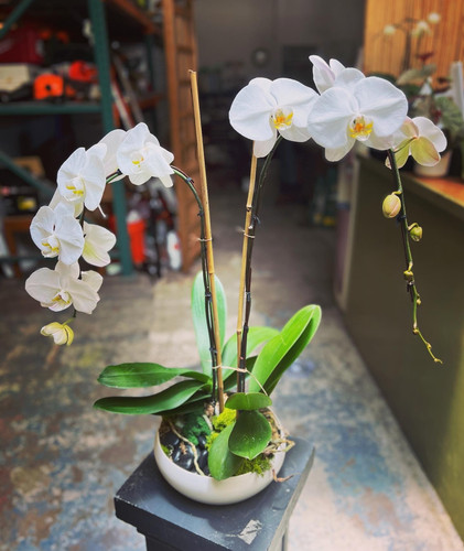 Double Waterfall Orchid Arrangement | The Potted Gardens