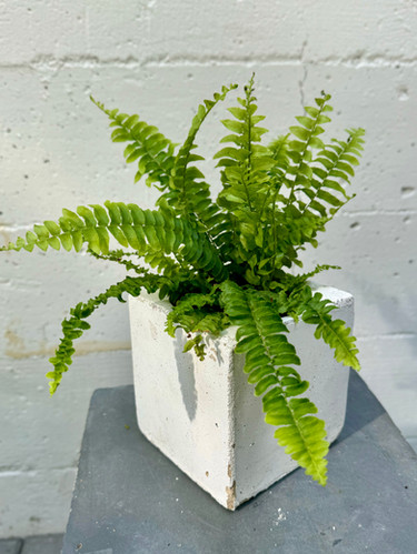 Table Fern | The Potted Gardens