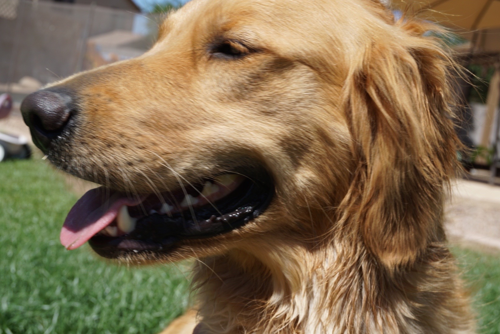 Puppies | Queen Creek, AZ, United States | Goldendoodle Dog Breeder