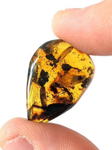 Amber With Insects #392 • Wasp and Plant Material