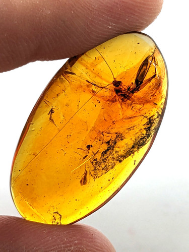 Amber With Insects #357 • Grasshopper