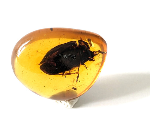 Amber with Insects #542 Large Beetle