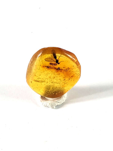 Amber with Insects #450 • Moth