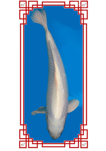 *Yamazaki - Parachina - 47 cm - Nisai | Clearwater Koi UK