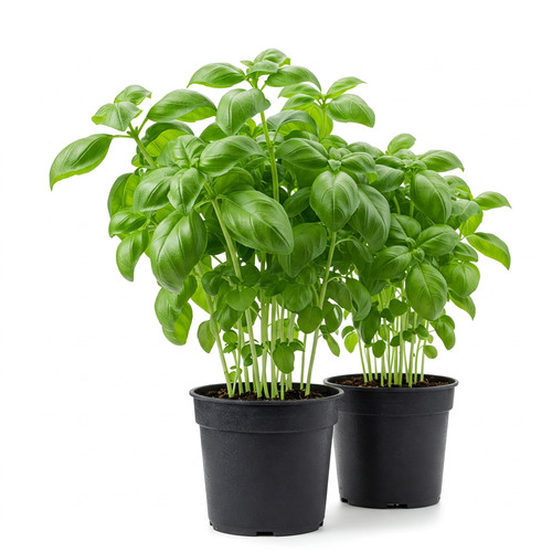 Basilic Grand Vert 1650 CFA Jardin du Sénégal