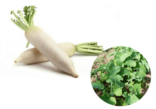 Navet mini-mottes à repiquer 863 CFA Jardin du Sénégal