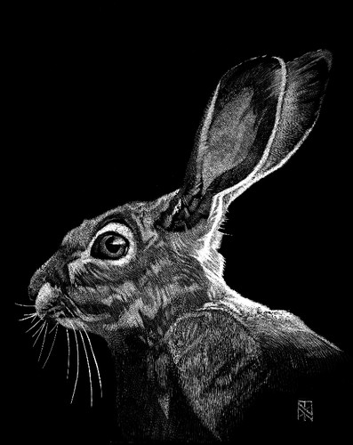 Scratchboard | Original Artwork | 10x8 | Jackrabbit | Bugs | The Good ...