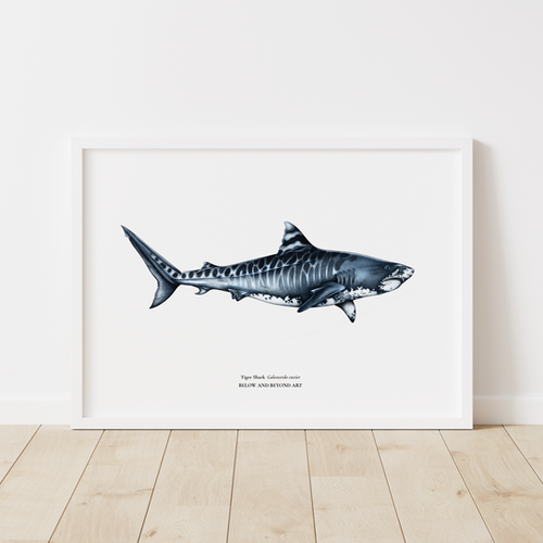 'Tiger Shark' A4 Limited Edition Print | Mysite