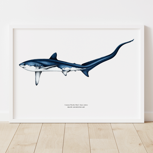 'Common Thresher Shark' A3 Limited Edition Print | Mysite