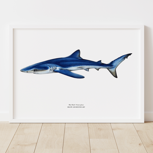 'Blue Shark' A3 Limited Edition Print | Mysite