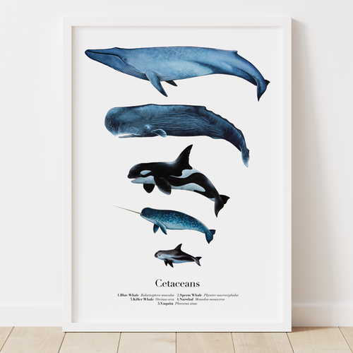 'Cetaceans' A3 Limited Edition Print | Mysite