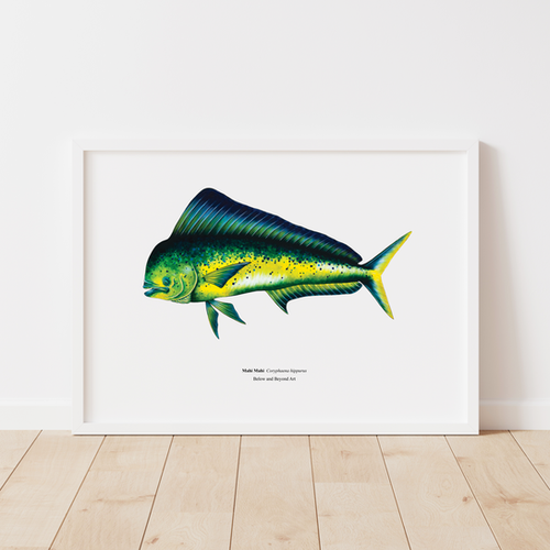 'Mahi Mahi ' A4 Limited Edition Print | Mysite