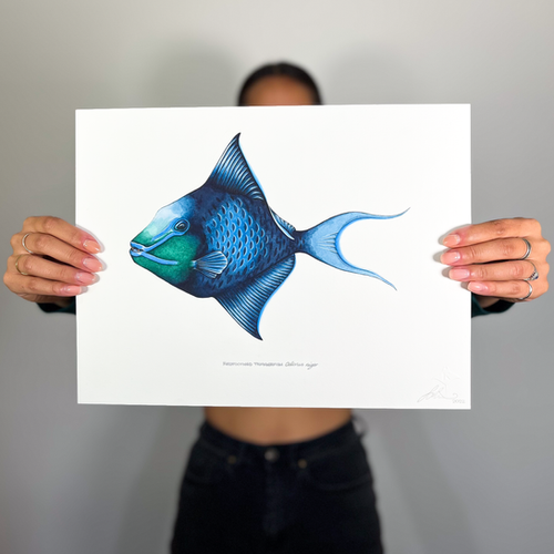 'Redtooth Triggerfish' Original Art | Mysite