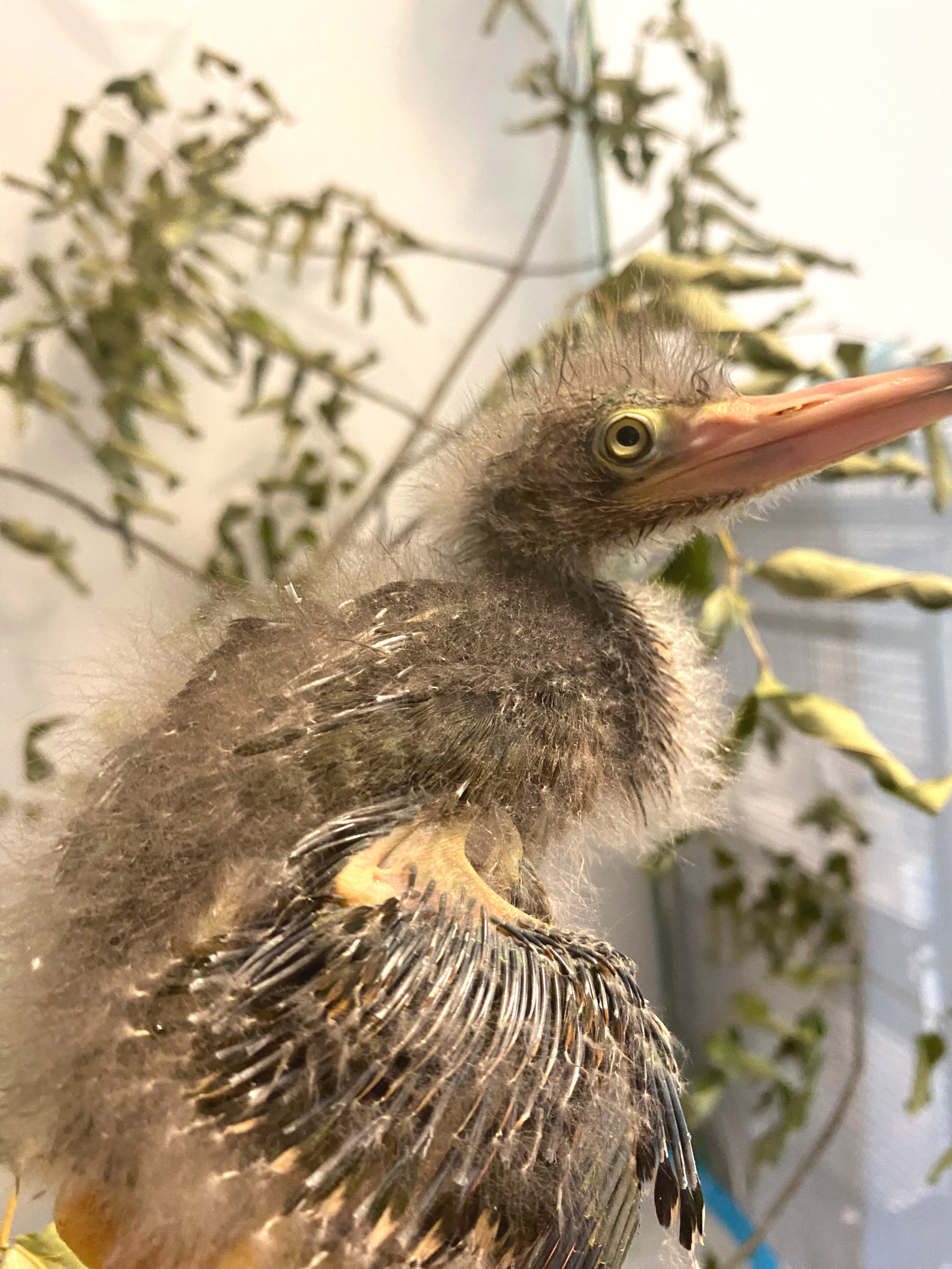 INTAKE FORM | WildforlifeInc