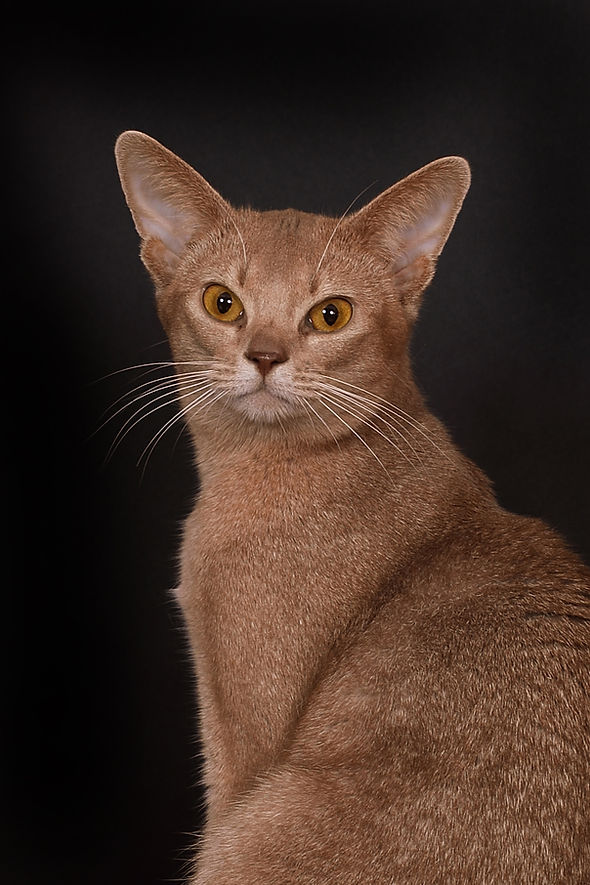 Abyssin l Abyfashion l fashionbengal I Elevage Abyssin Auvergne (allier)