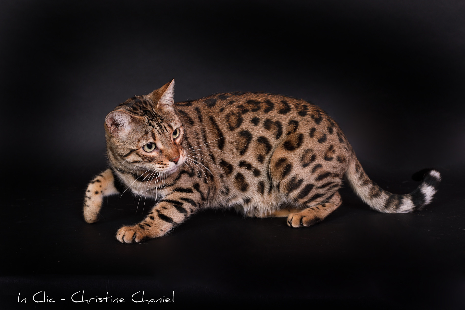 Elevage bengal -chat bengal- Fashionbengal - Auvergne-Allier