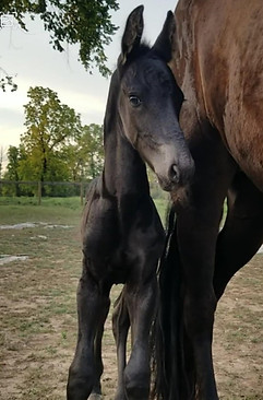 FRIESIANS FOR SALE | Reanissance Friesian