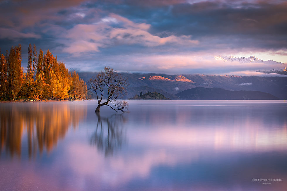 The Wanaka Tree Photography - Everything You Need to Know