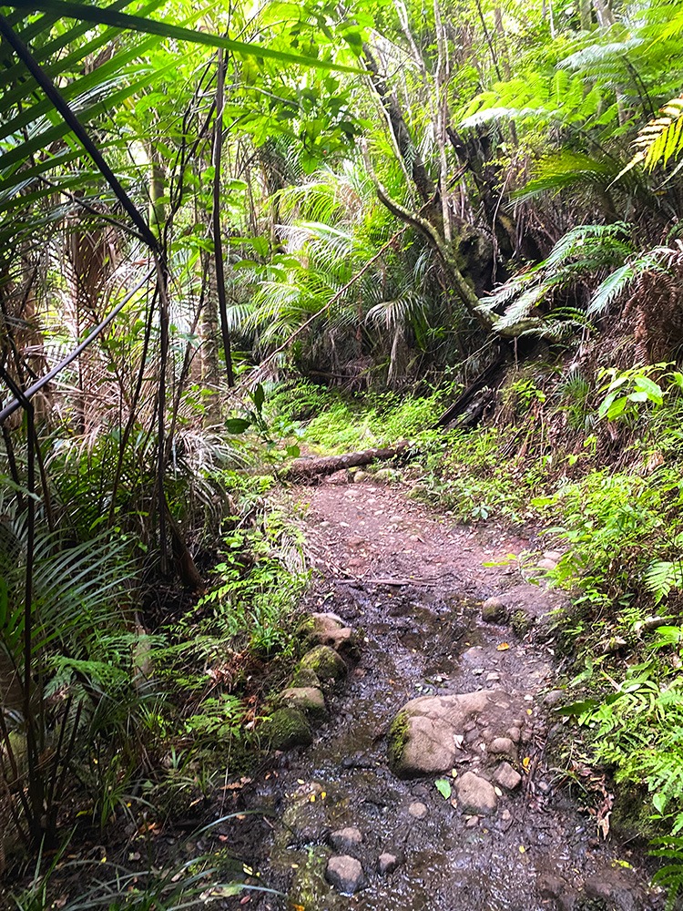 Hiking The Dukes Nose Track Kairara Rock Northland NZ