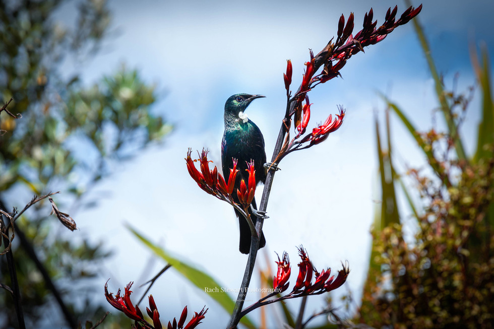New Zealand Birds | NZ Prints | Rach Stewart Photography