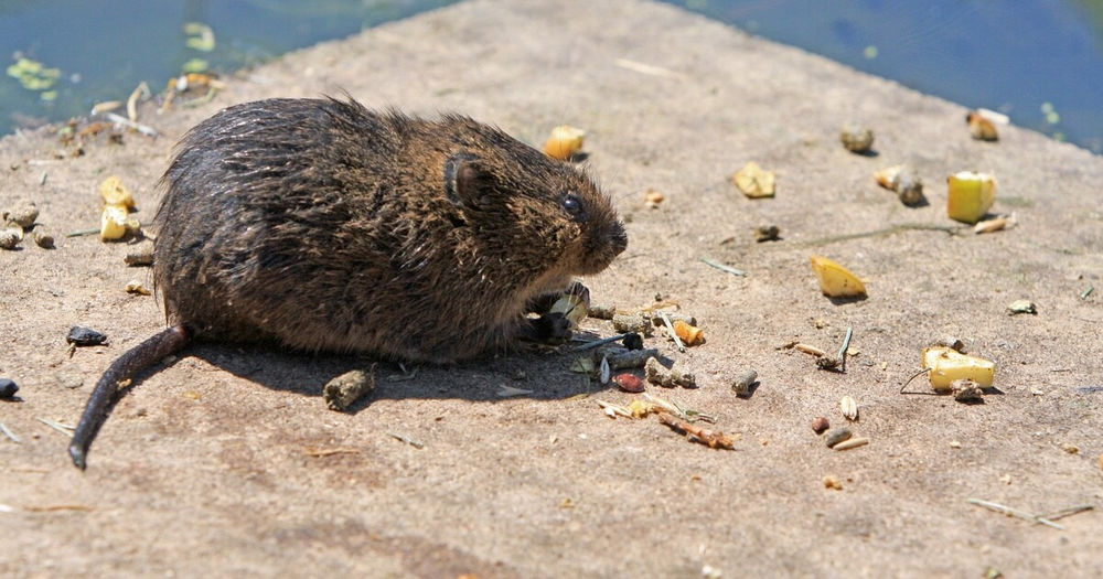 Hvad er en ægte mus? Kend forskel på Danmarks musearter