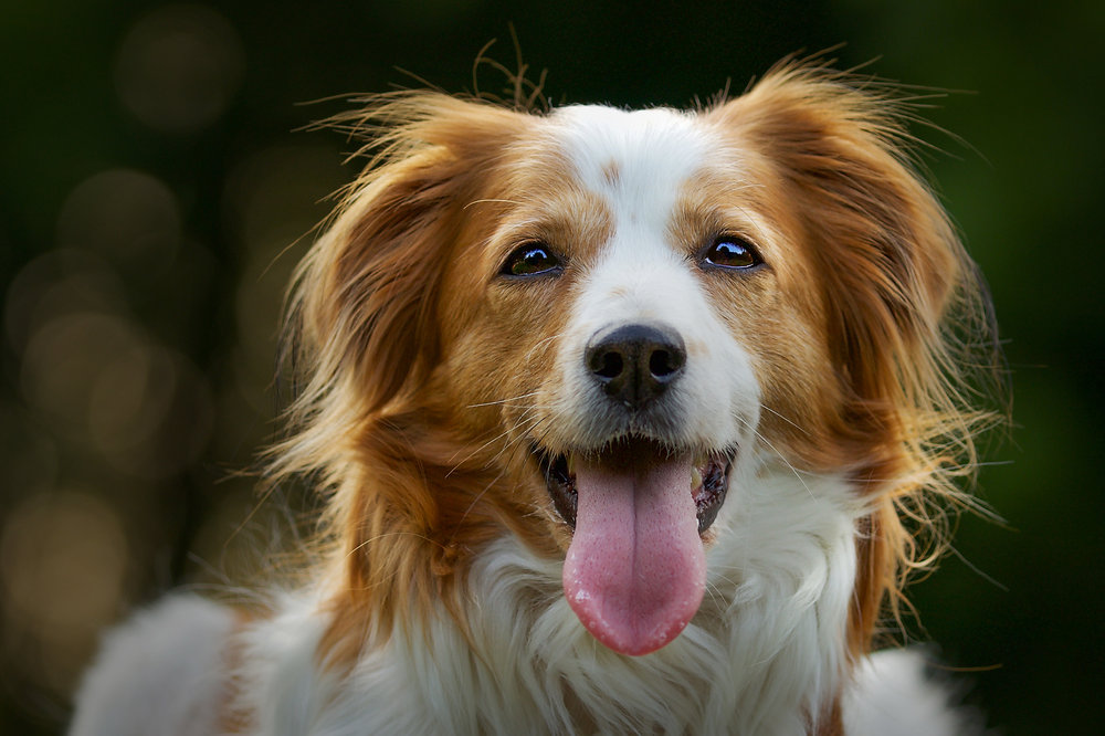 National Dog Day in DFW: A Playful Celebration of Man’s Best Friend