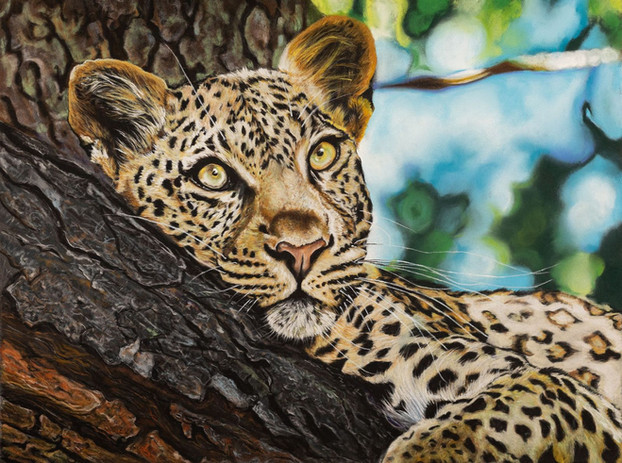 Wildlife Gallery | Jennifer Smiley