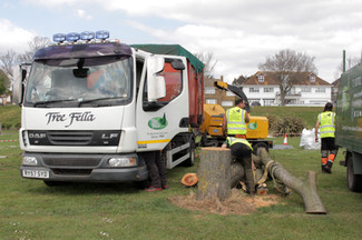 Gallery | Tree Fella Tree Services | Essex