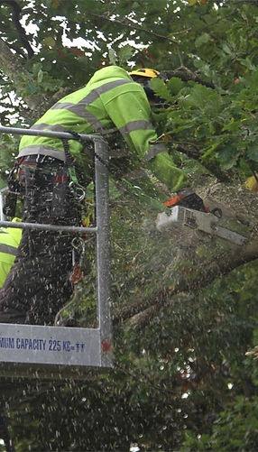 Tree Surgery | Essex | Tree Fella