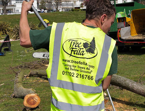 Construction and Development | Tree Fella Tree Services | Essex