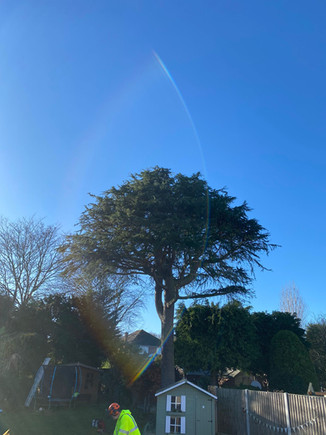 Gallery | Tree Fella Tree Services | Essex
