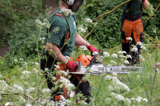 Gallery | Tree Fella Tree Services | Essex