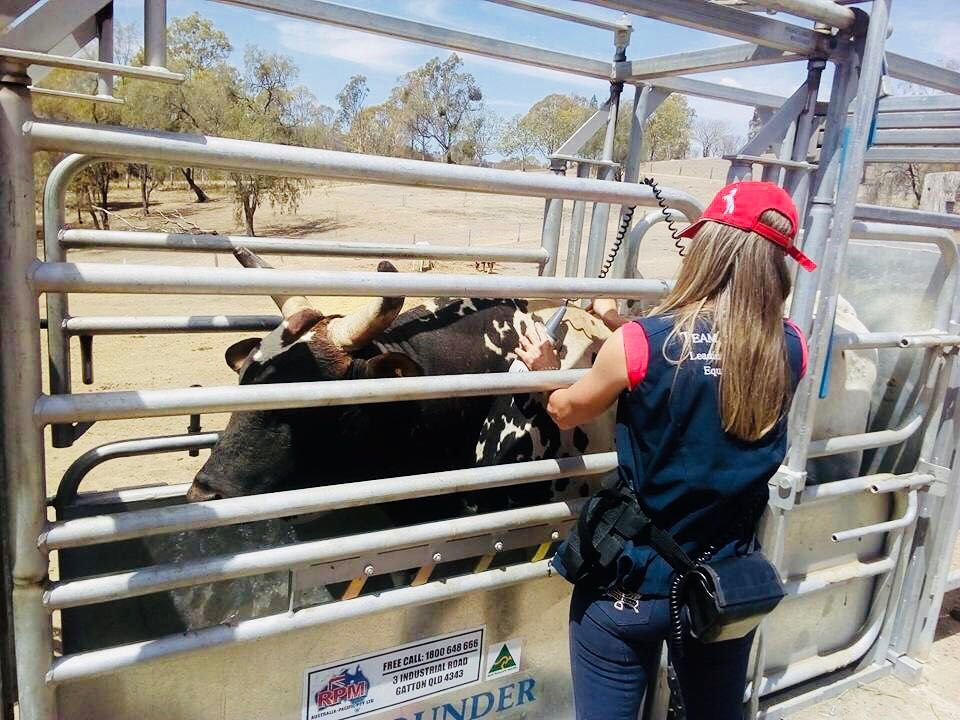 RPM Rural | Cattle Handling Equipment Australia | Cattle Yards Australia