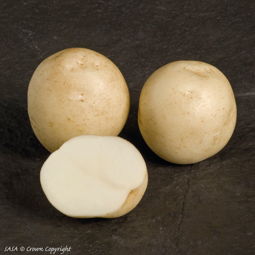 Rocket Seed Potato | Denholm Potatoes