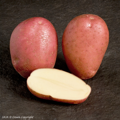 Rooster Seed Potato | Denholm Potatoes