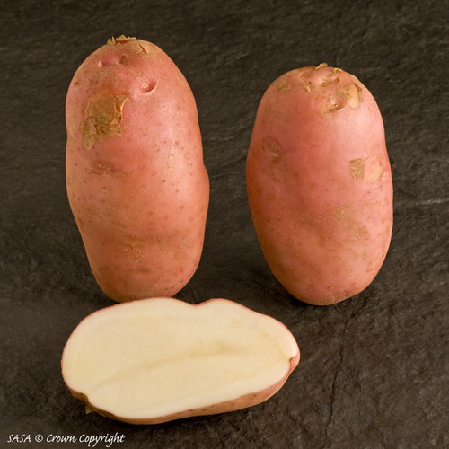 Organic Sarpo Mira Seed Potato | Denholm Potatoes