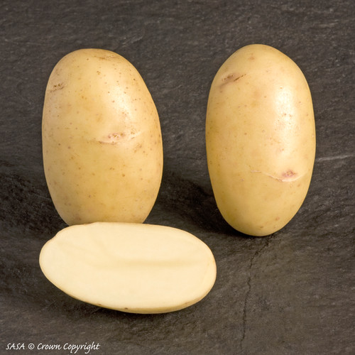 Pentland Dell Seed Potato | Denholm Potatoes