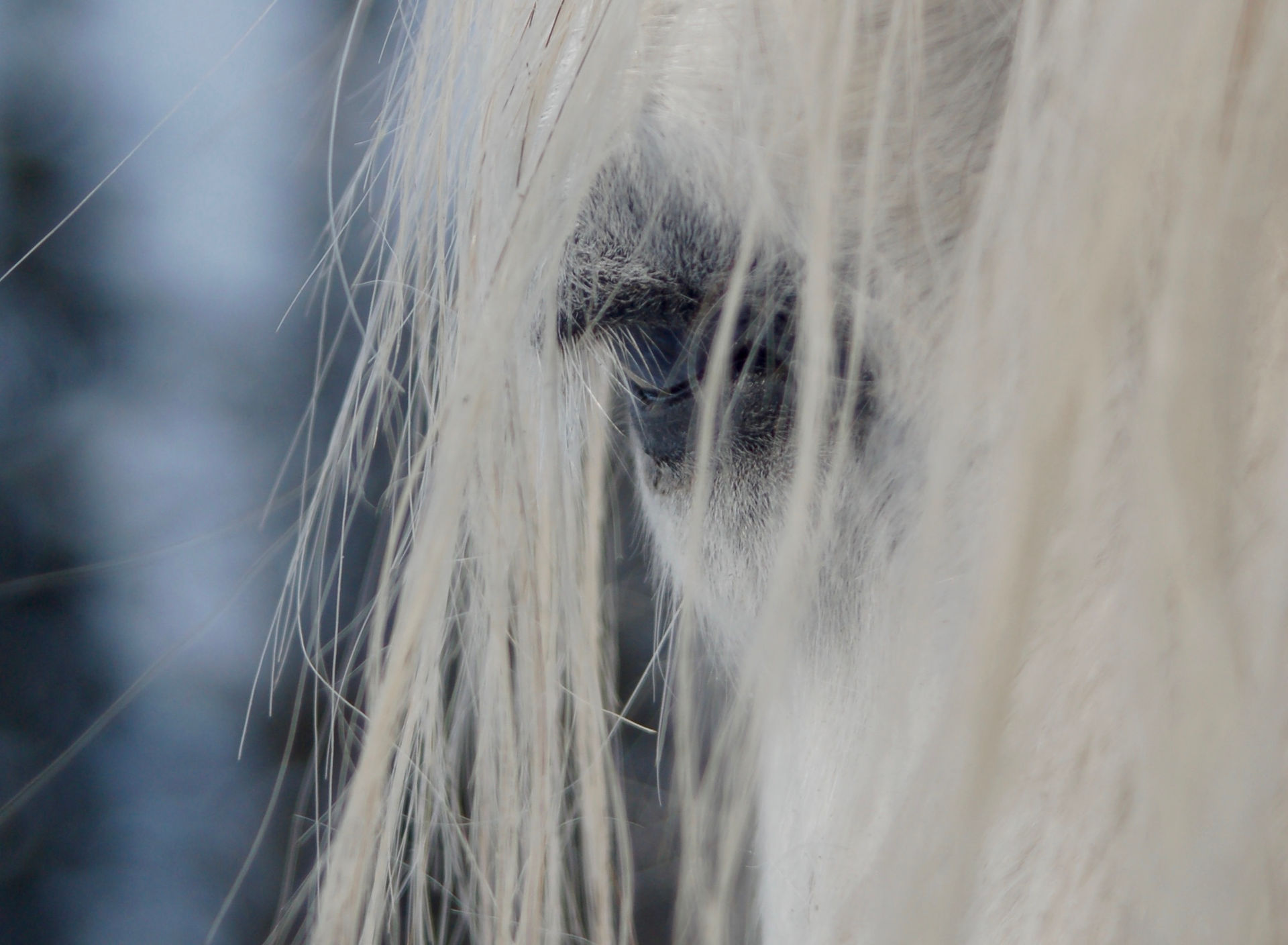 Home | Cavallo Rosso