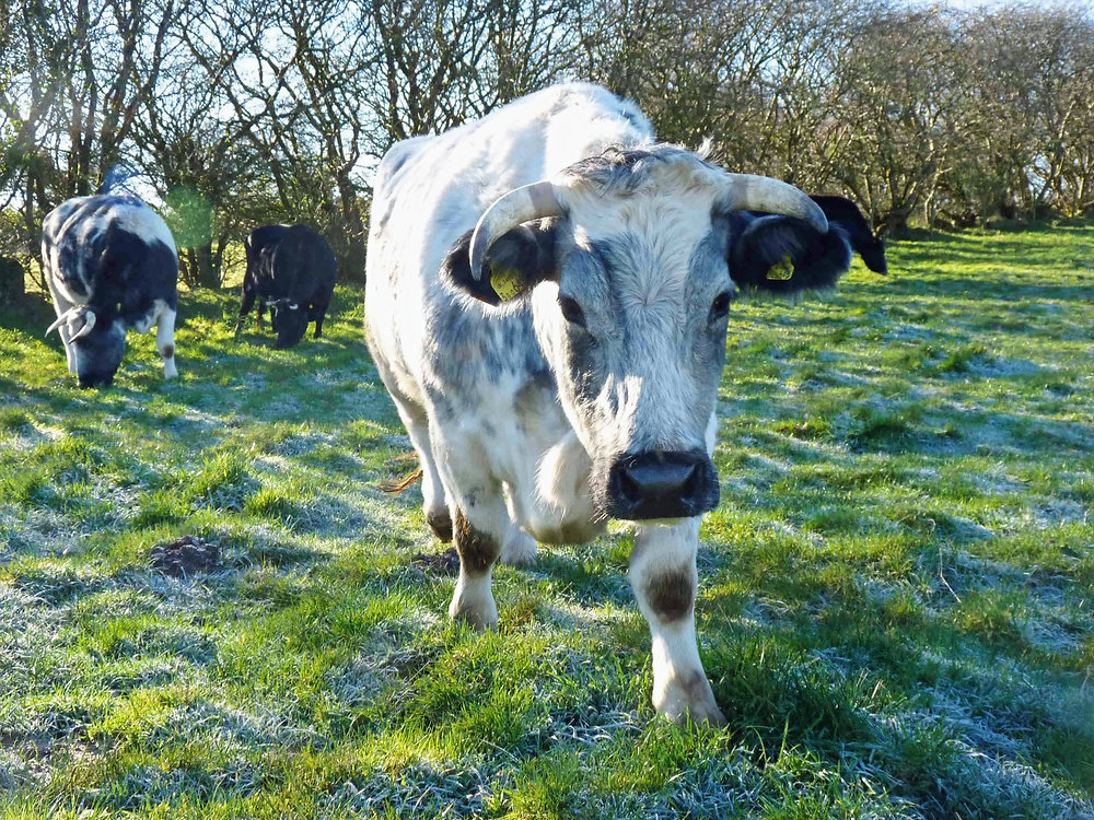 Soulful Serenity: The Healing Power of Animals - cow cuddling, cow ...