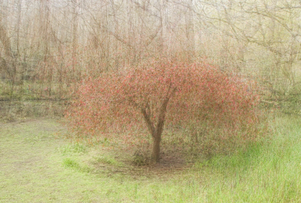 Creative Tree Photography with Janina Wilde [Series 1, 2025] | Camversation