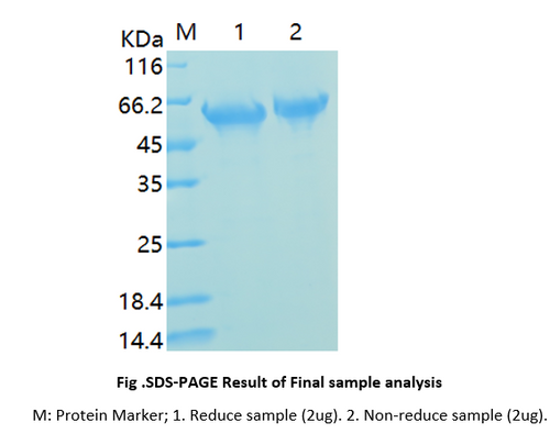 Recombinant Human Tau protein | Bon Opus Biosciences