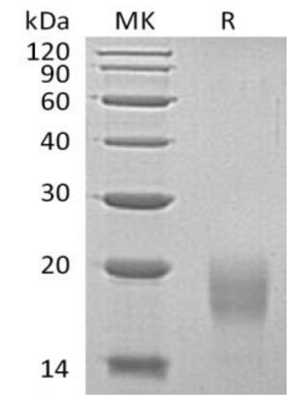 Activin Family | Bon Opus Biosciences