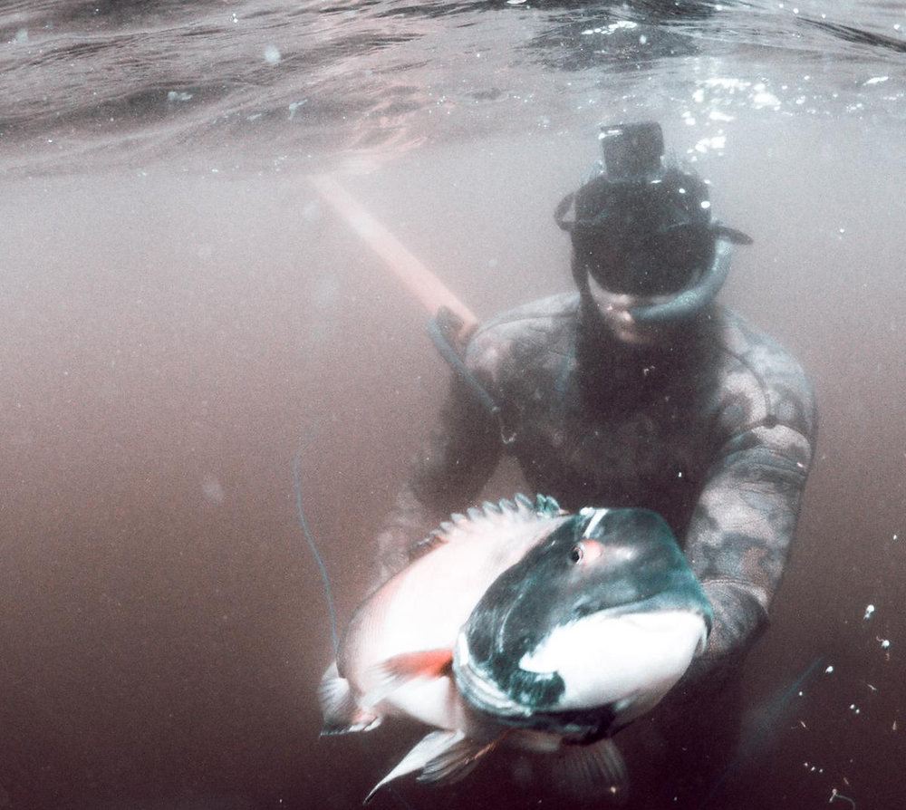 Red Tide and Spearfishing California: When to Dive