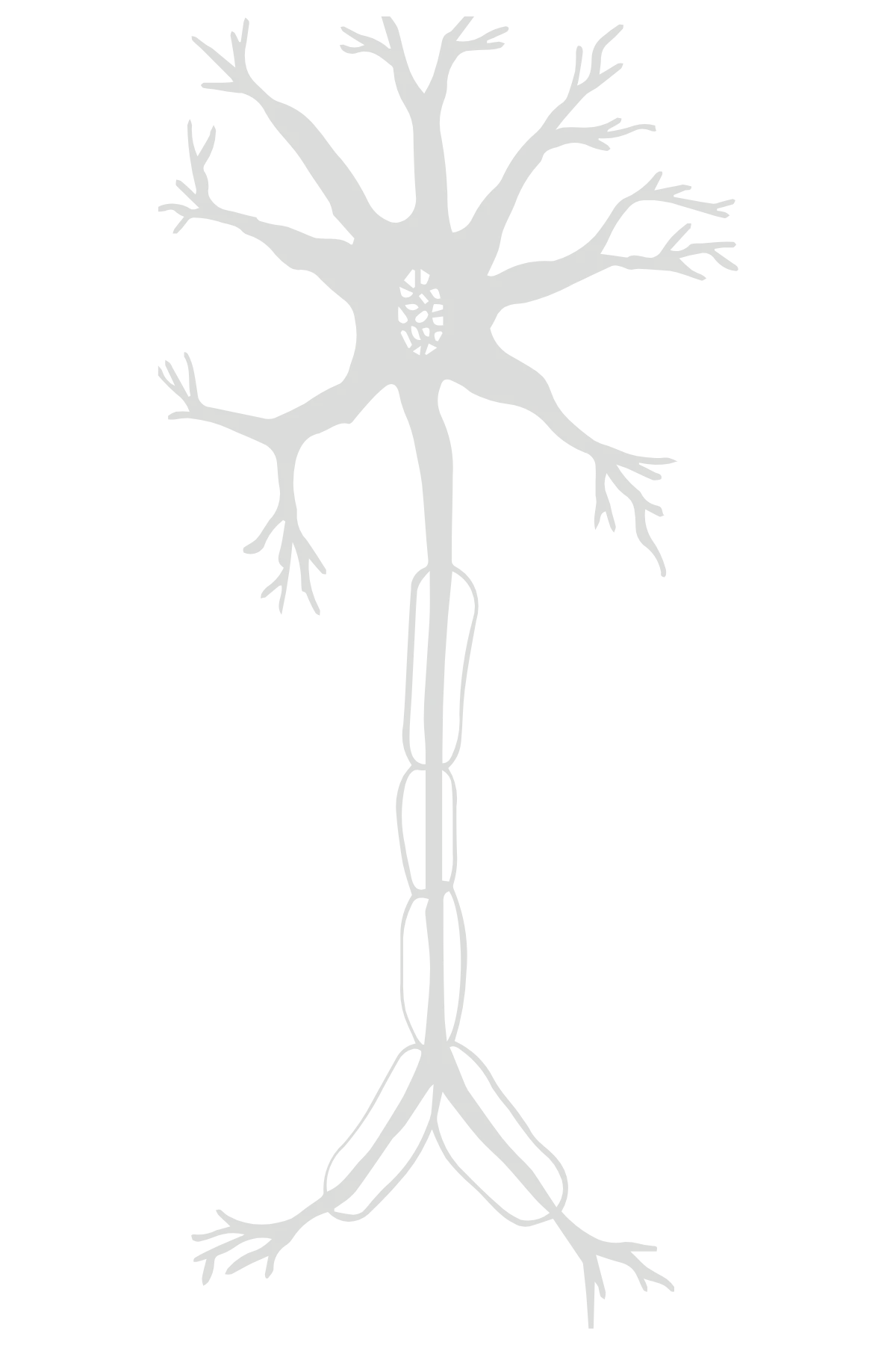 ENFD | Test for small fiber peripheral neuropathy