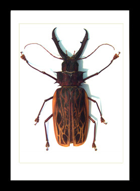 Gaint Macrodontia cervicornis male Beetle 12 cm | Pentagon Army