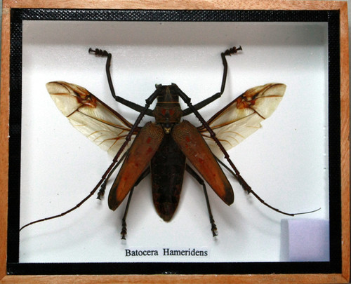 Batocera Hameridens beetle | Pentagon Army
